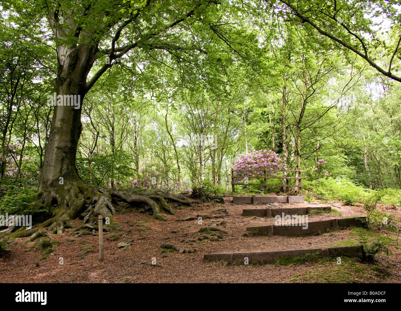 Summertime in Spring Wood, Whalley, Clitheroe, Lancashire, England. One ...