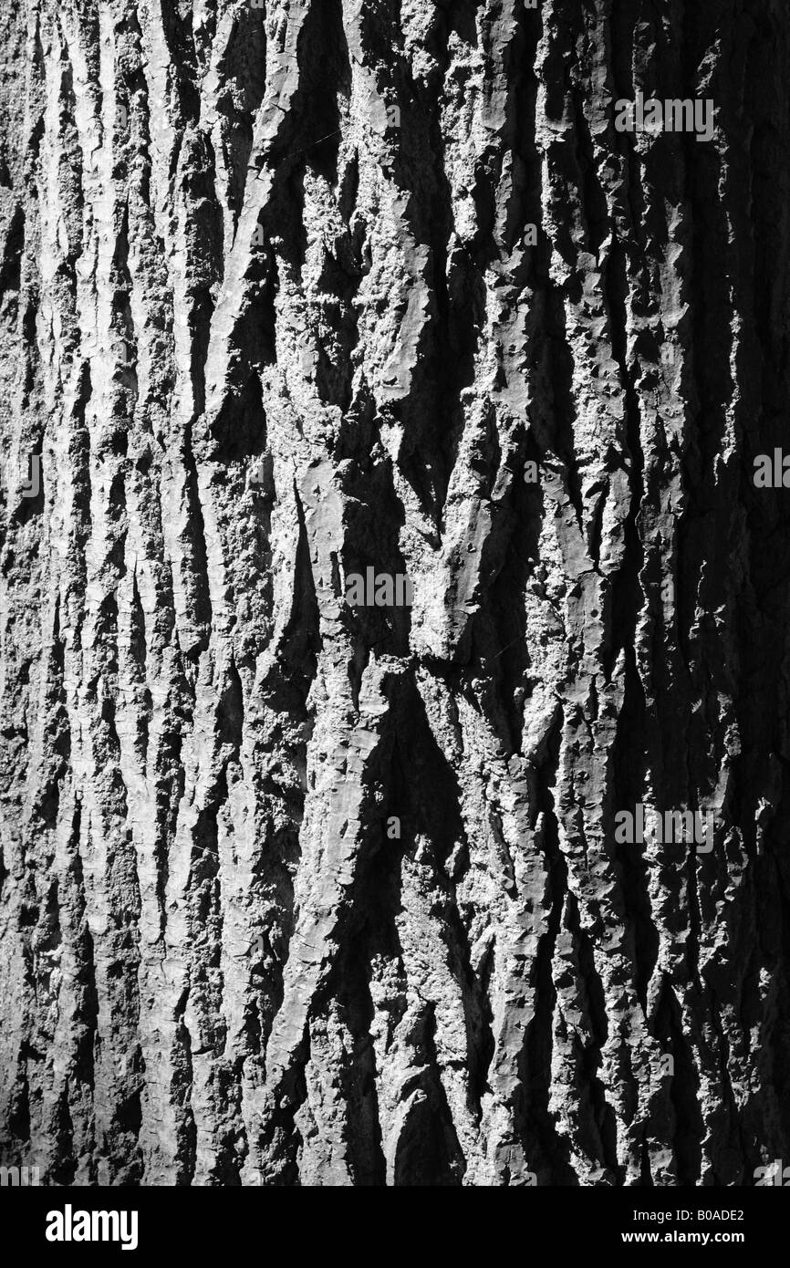 B/W tree bark Stock Photo - Alamy