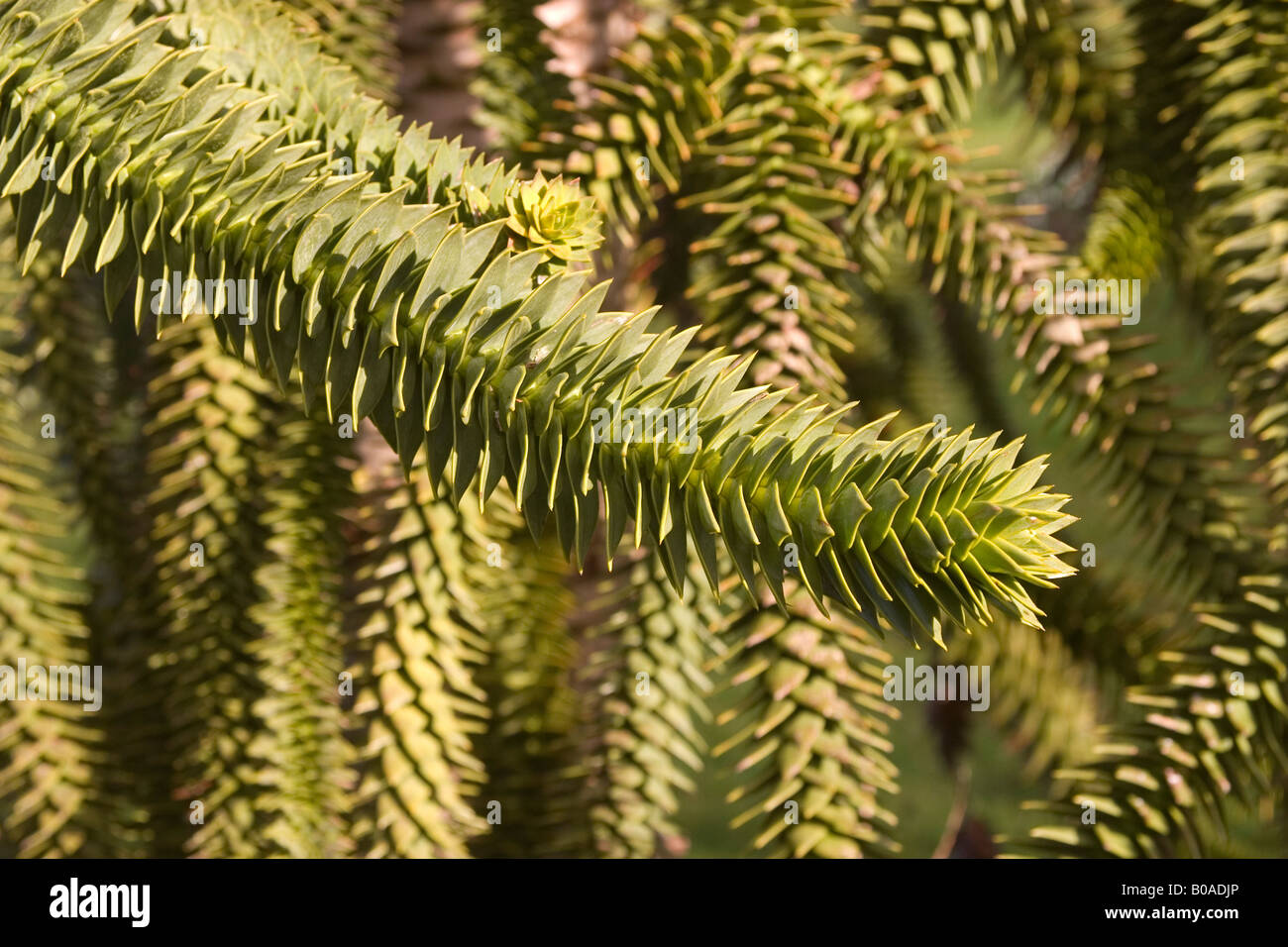 Monkey puzzle tree chile hi-res stock photography and images - Alamy