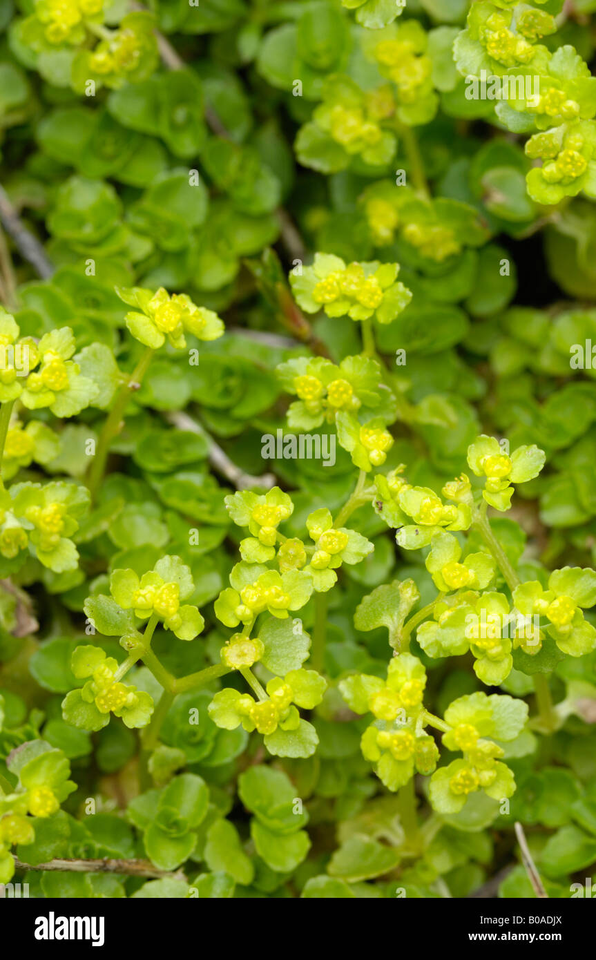 Opposite-leaved golden-saxifrage, chrysosplenium oppositifolium Stock ...