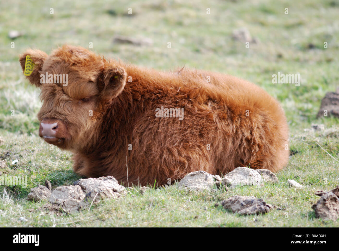 Aberdeen angus calf hi-res stock photography and images - Alamy