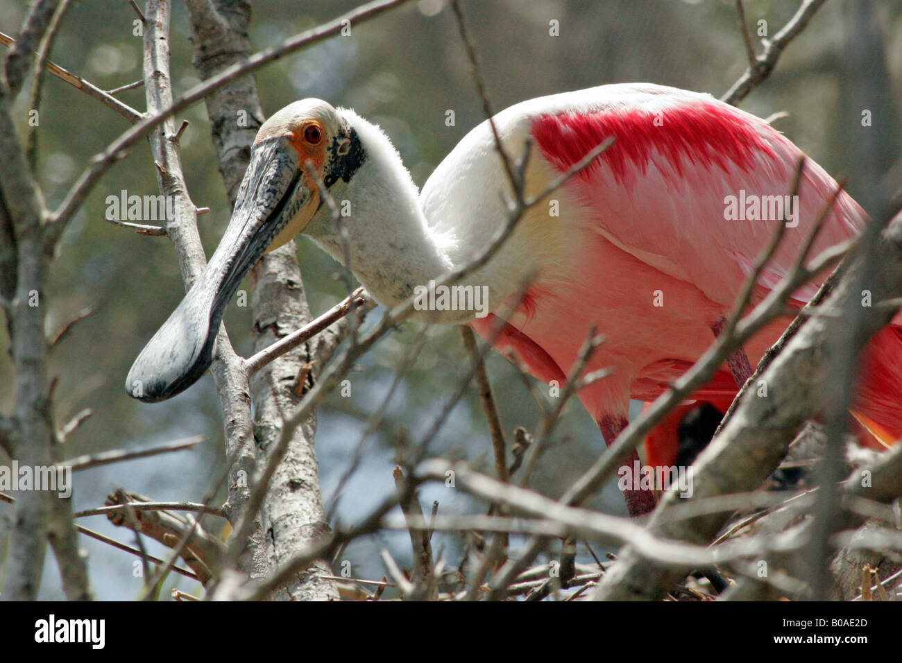Endangered roseate spoonbill hi-res stock photography and images - Alamy
