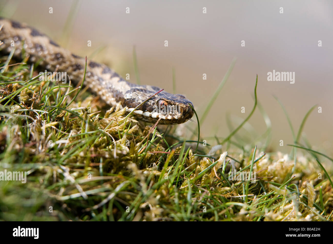 Eye level view hi-res stock photography and images - Alamy