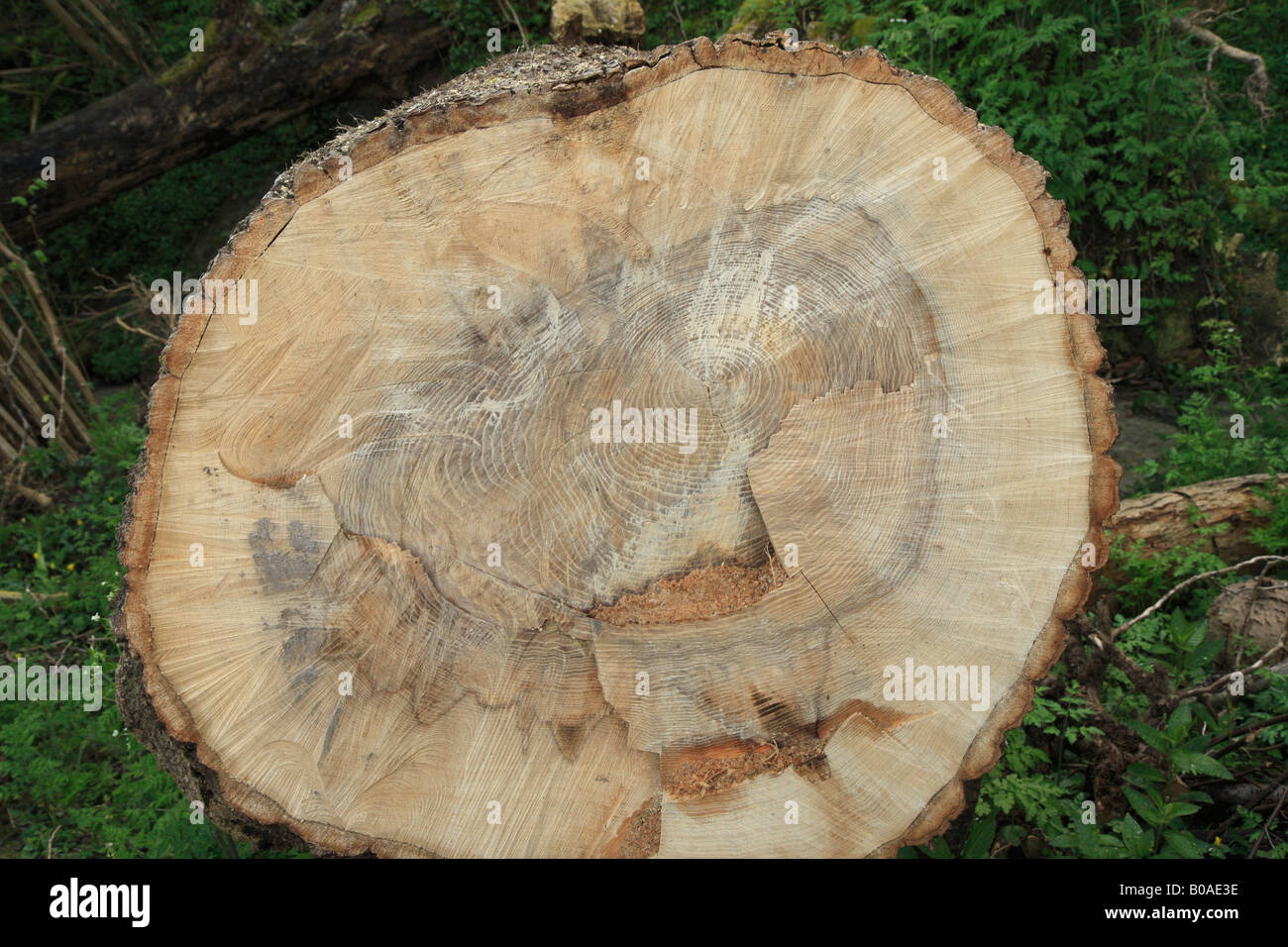 Tree limb cut rings hi-res stock photography and images - Alamy