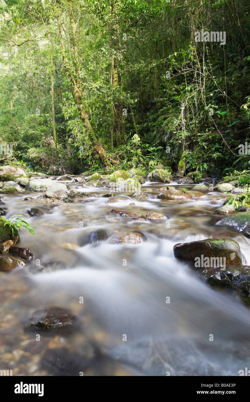 Flowing Stream In Kinabalu National Park, Sabah, Malaysian Borneo Stock ...
