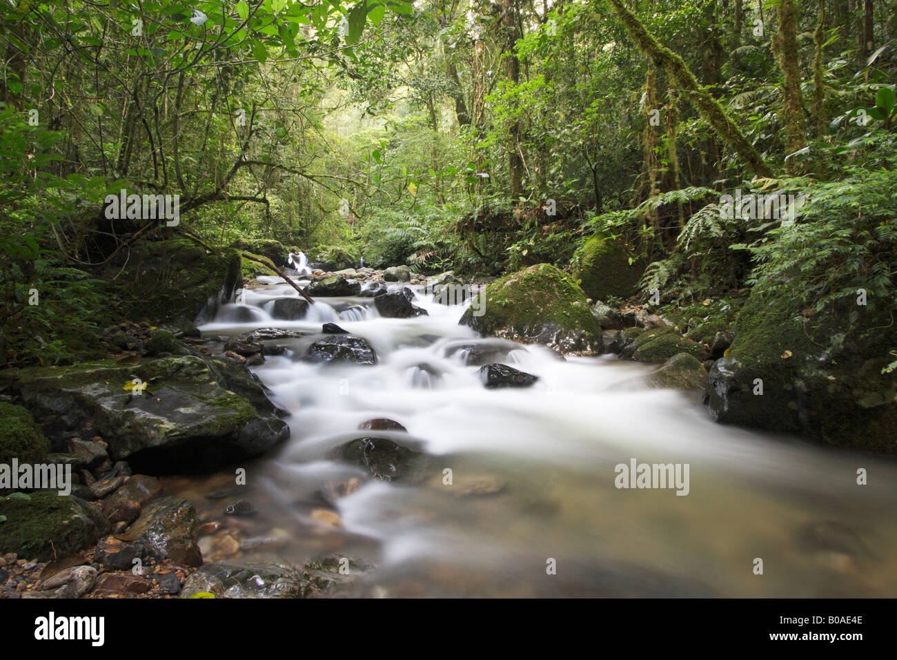Flowing Stream In Kinabalu National Park, Sabah, Malaysian Borneo Stock ...