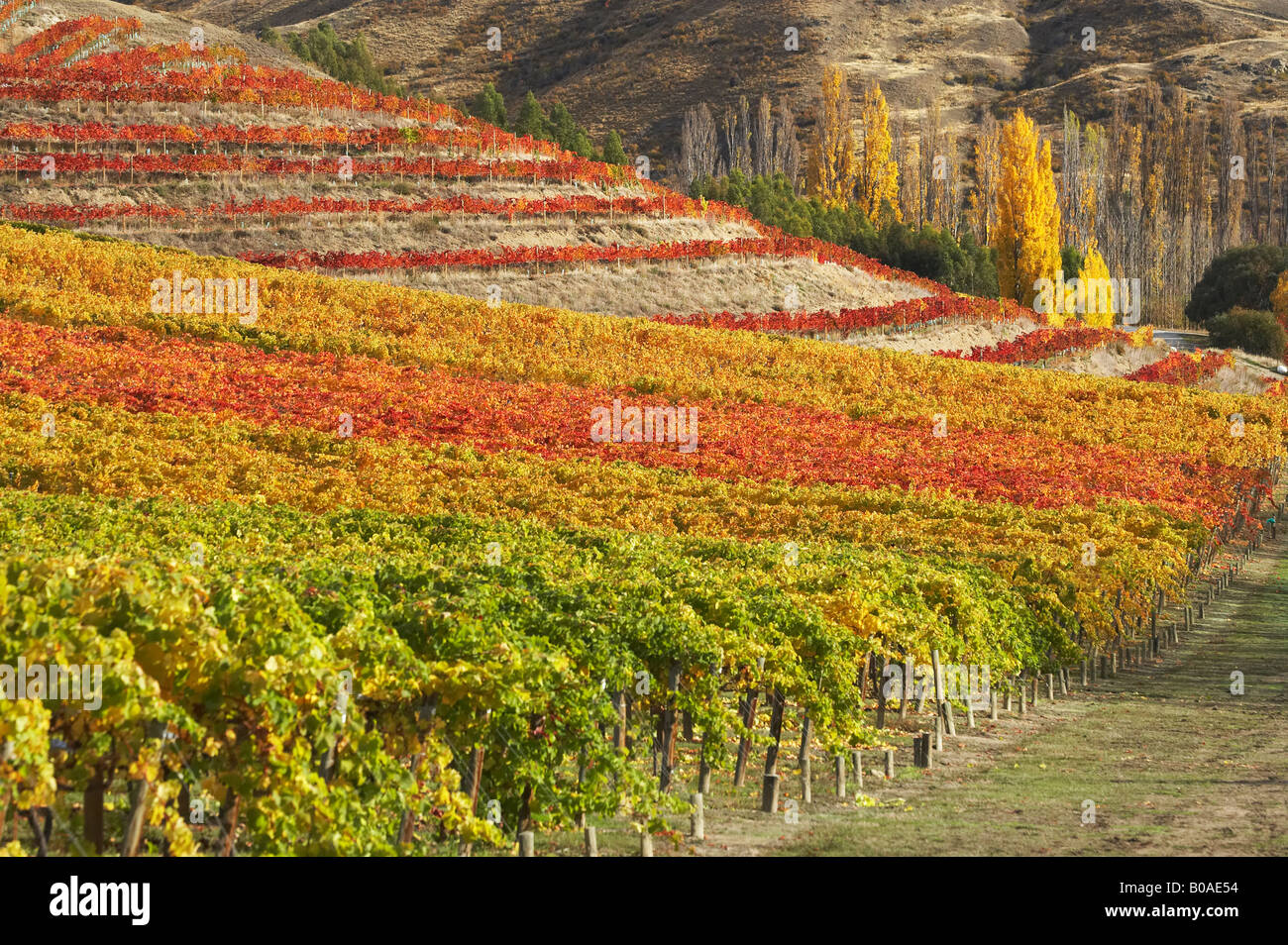 Mt Difficulty Vineyard Bannockburn near Cromwell Central Otago South ...