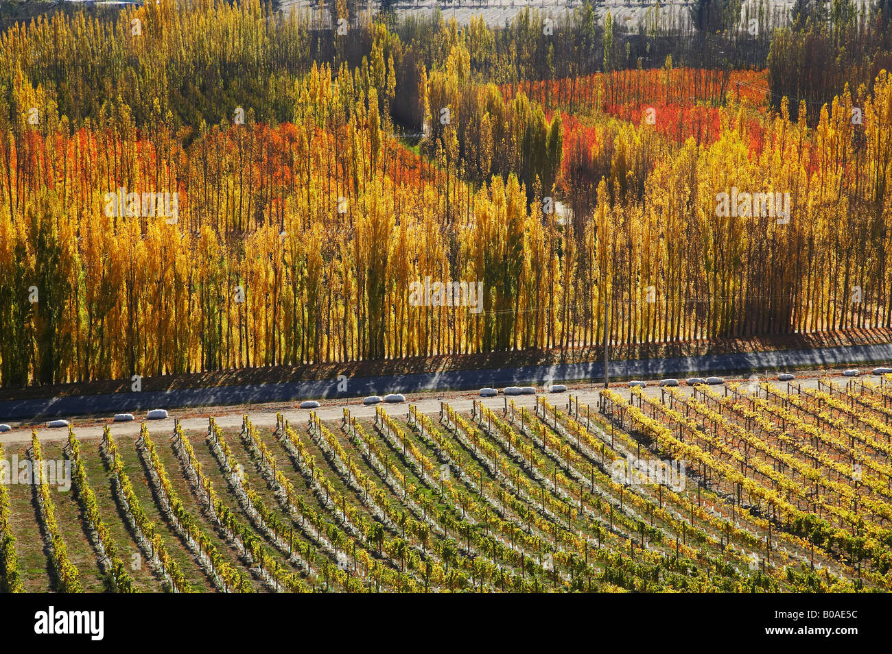 Mt difficulty winery hi-res stock photography and images - Alamy