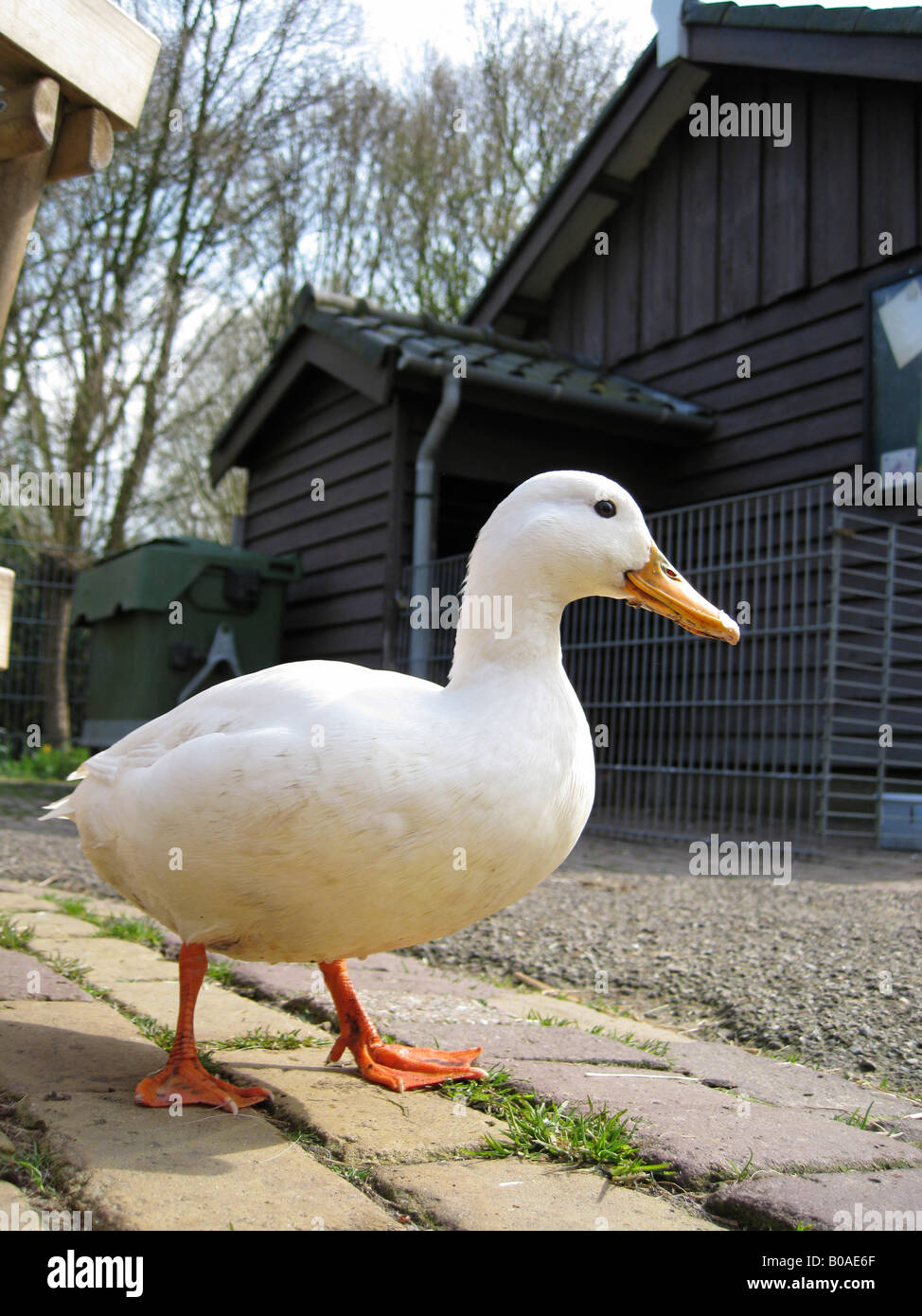 Walking white duck Stock Photo - Alamy