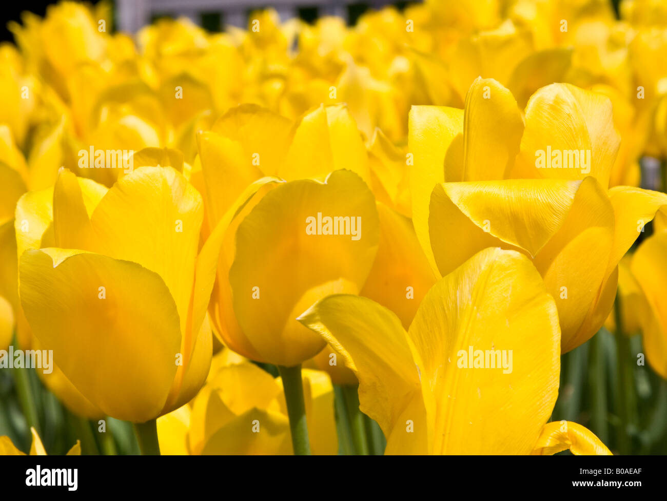 Pretty in Yellow tulips Stock Photo - Alamy