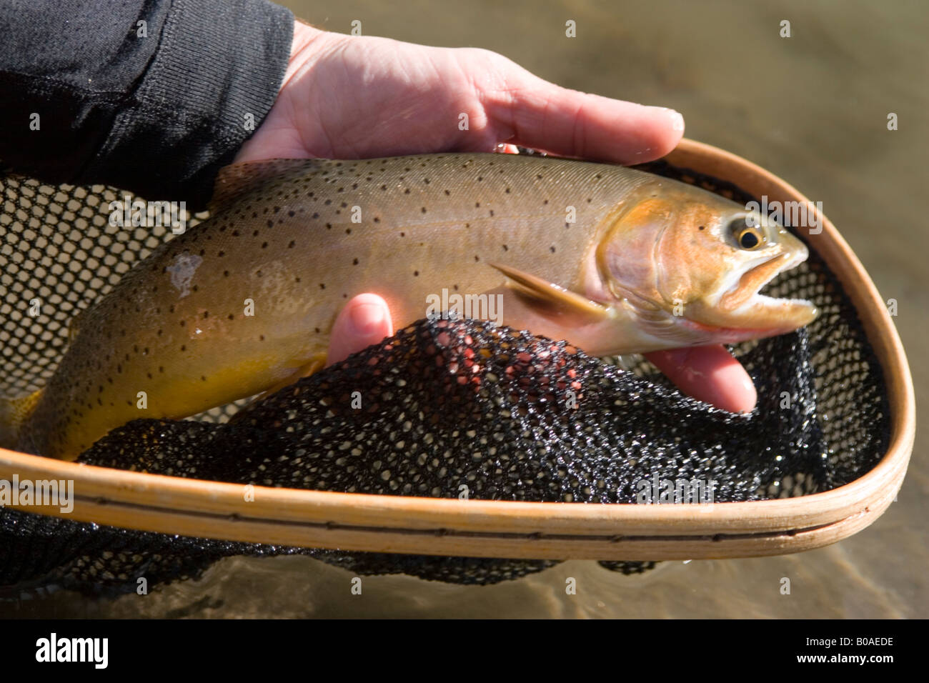 Yellowstone cutthroat trout hi-res stock photography and images - Alamy