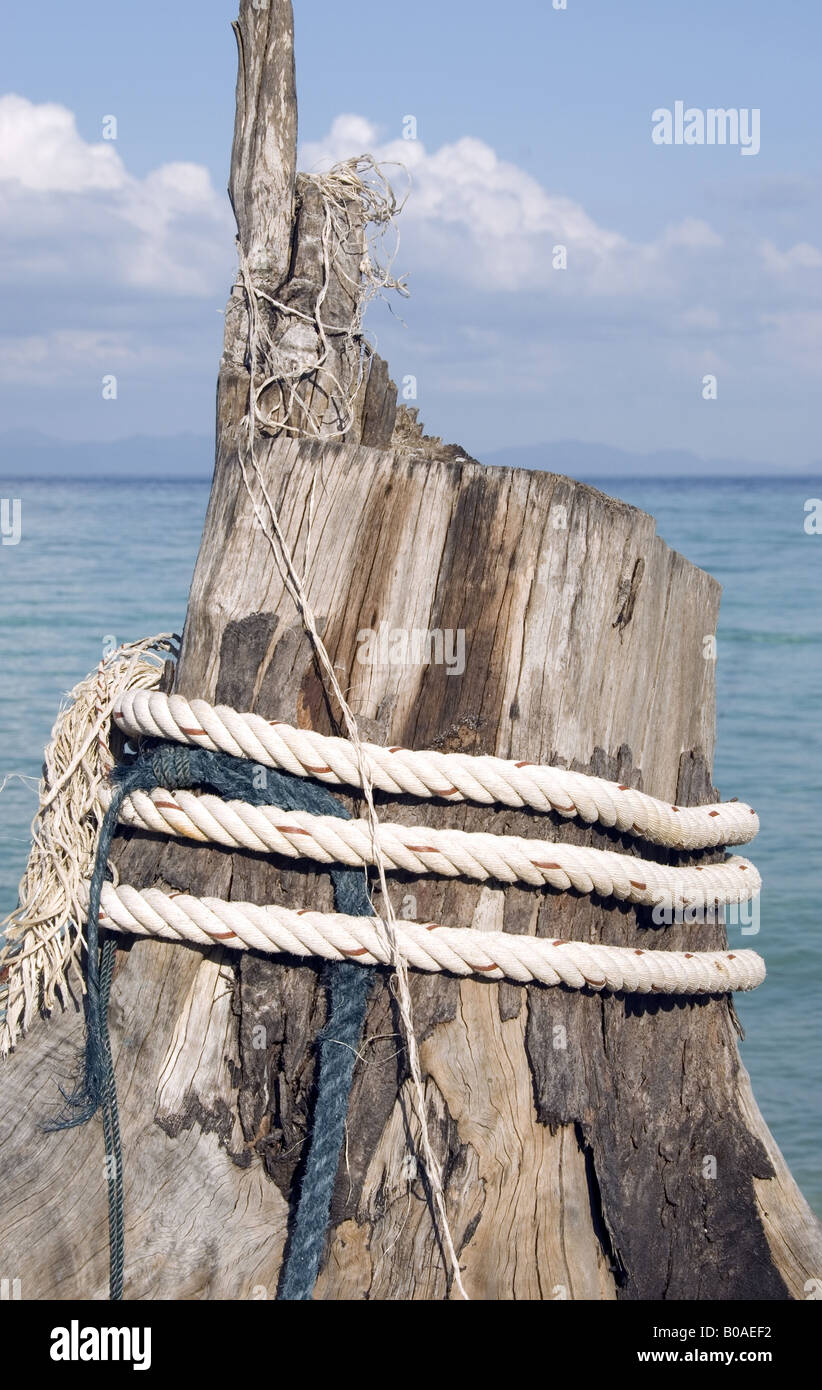Ropes wrapped in circles around a tree trunk on a tropical beach Stock ...