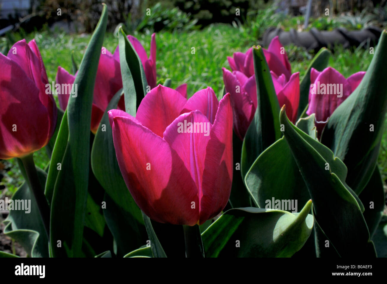 Fuchsia tulip in garden Stock Photo - Alamy