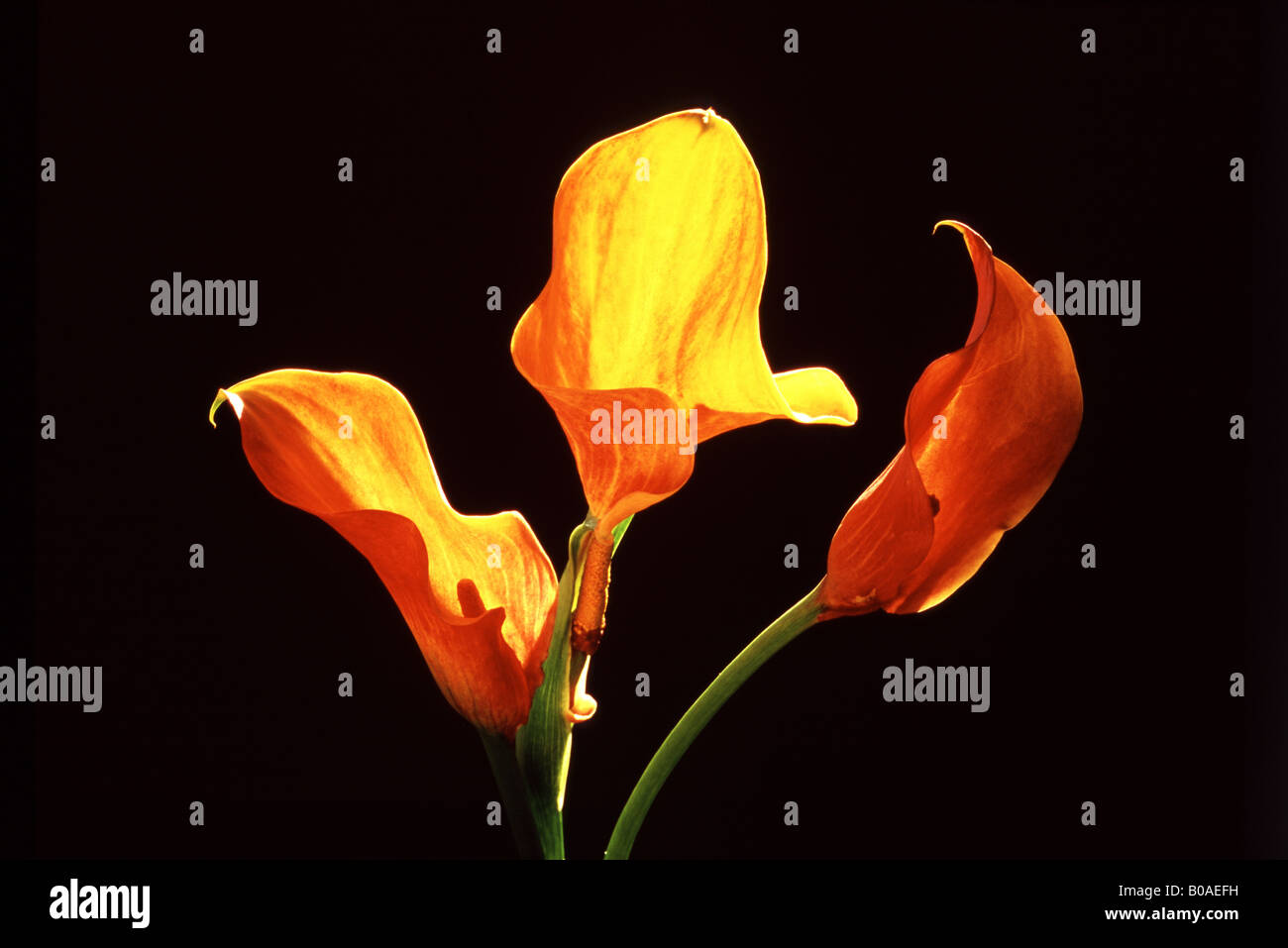 Three Calla Lillies on Black background Stock Photo - Alamy