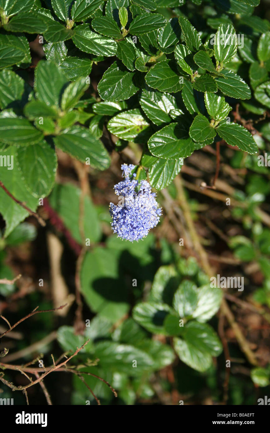 blooming bush plant with the blue flower Stock Photo - Alamy