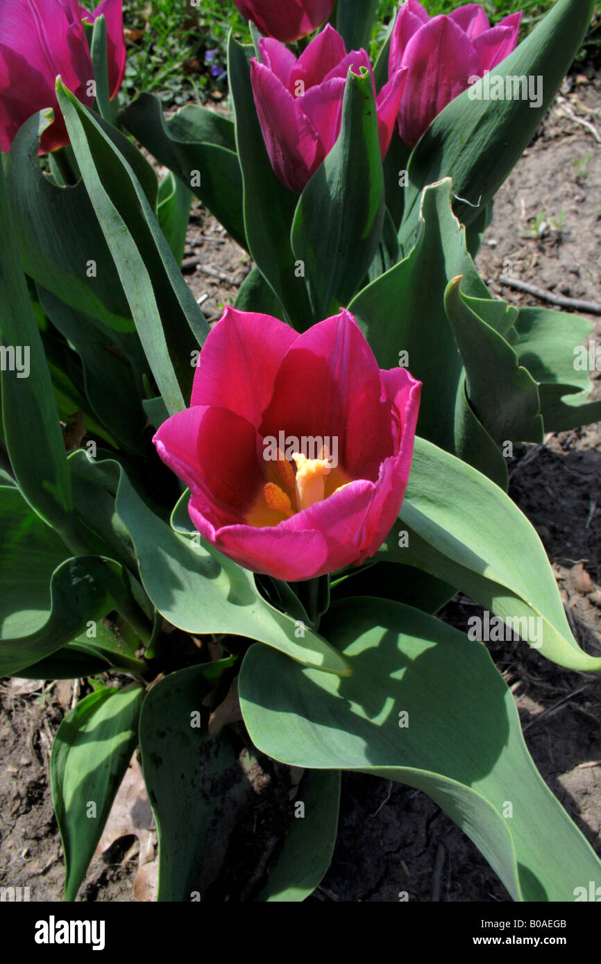 Fuchsia tulips in garden Stock Photo - Alamy