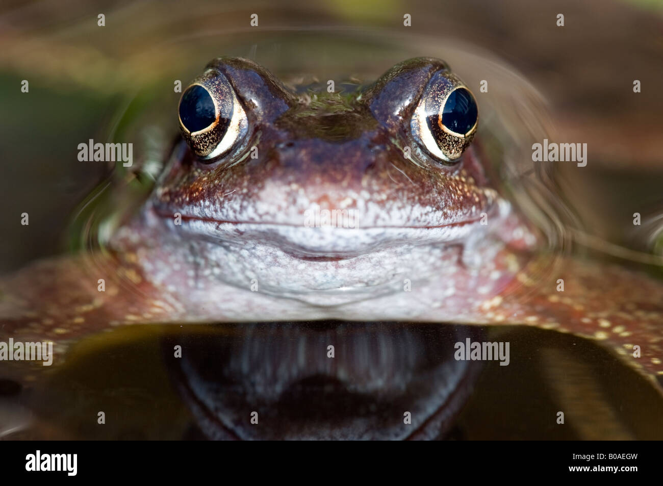 Female common frog (Rana temporaria) in a garden pond Stock Photo - Alamy