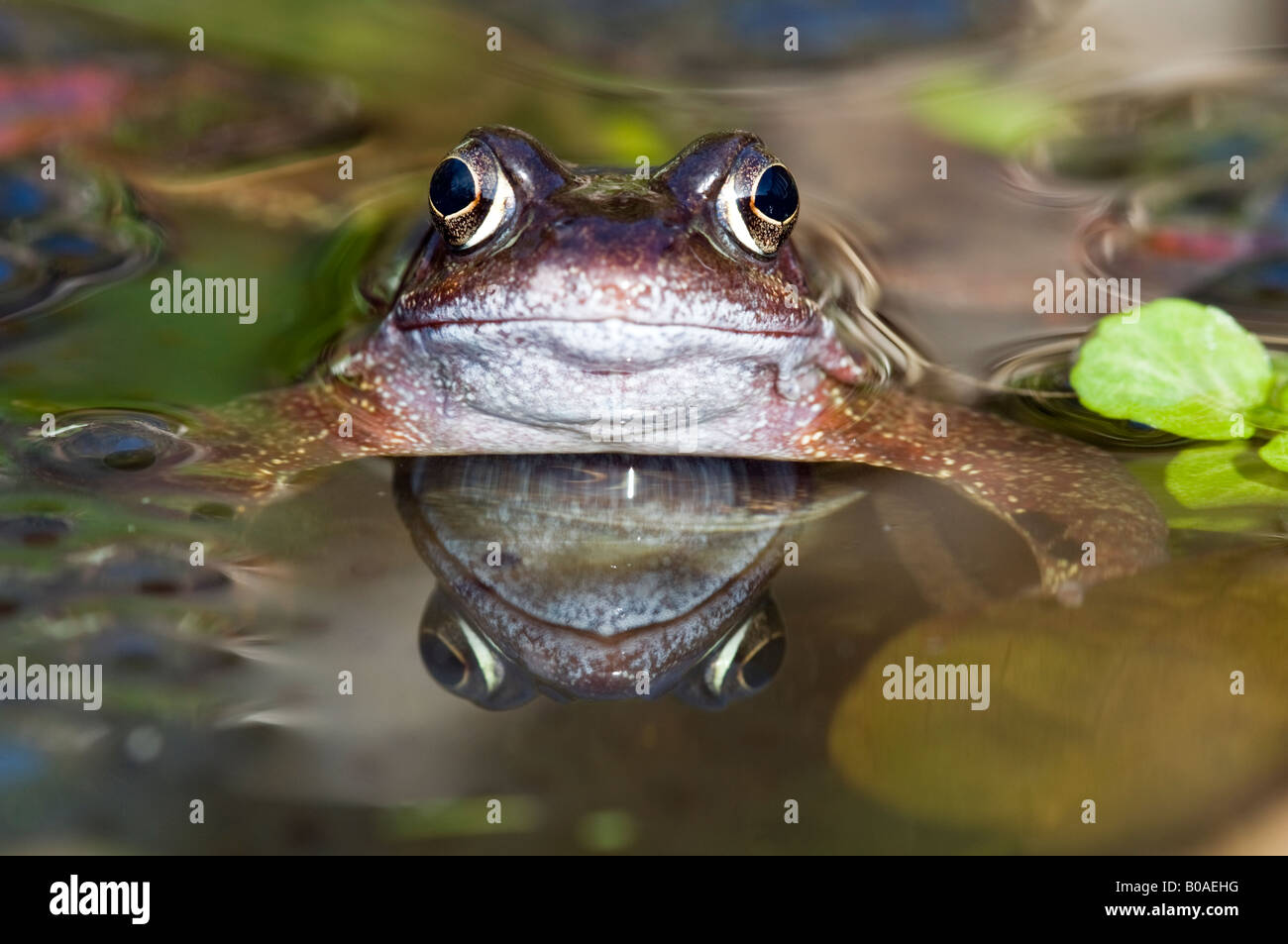 Female common frog (Rana temporaria) in a garden pond with frogspawn ...