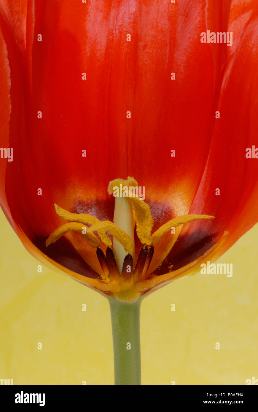 Cross section of the stamen hi-res stock photography and images - Alamy