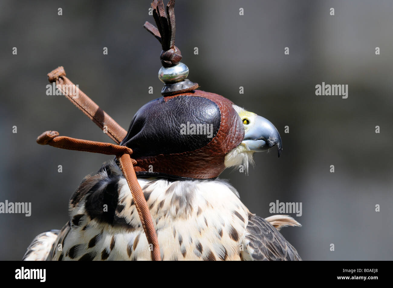 Peregrine falcon hood hi-res stock photography and images - Alamy