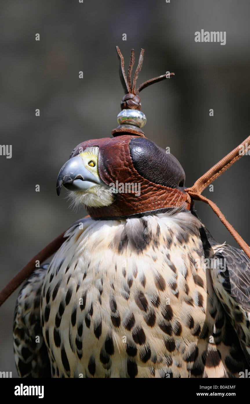 Peregrine Falcon Falco peregrinus Stock Photo - Alamy