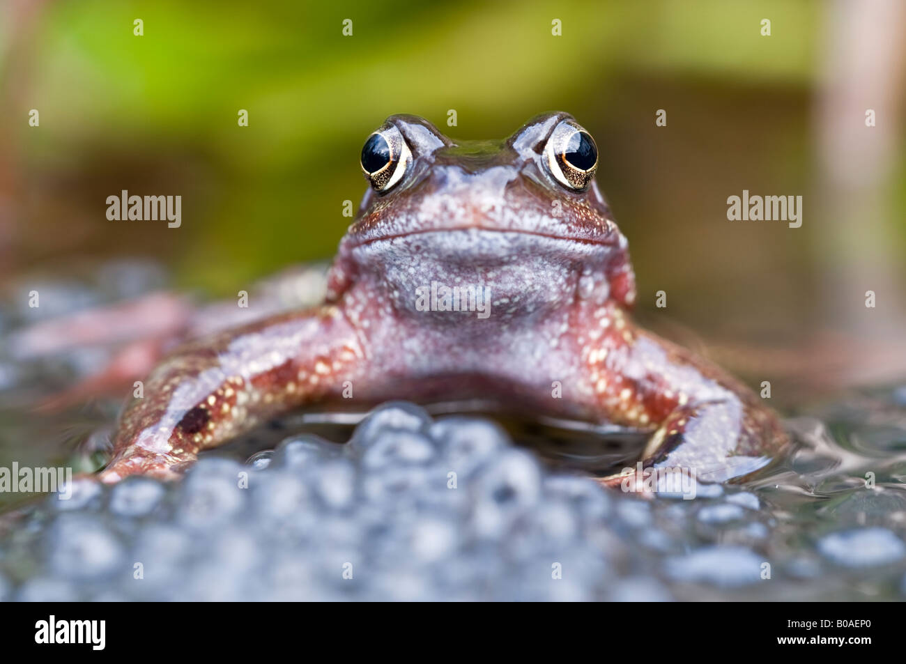 Female frog with eggs hi-res stock photography and images - Alamy
