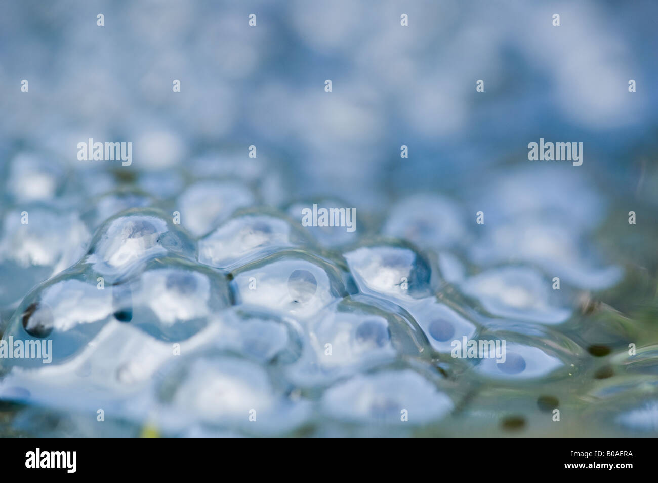 Frogspawn in a garden pond Stock Photo - Alamy