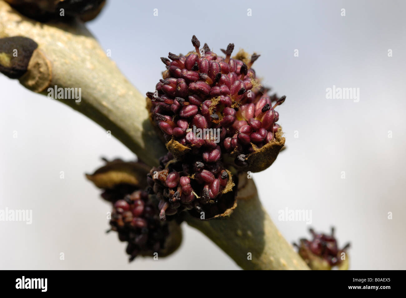 Flowers of an Ash tree Stock Photo - Alamy