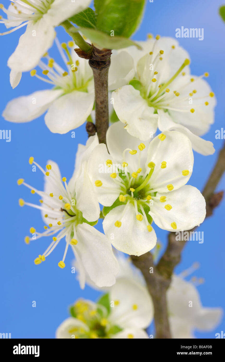 Plum blossom, prunus domestica Stock Photo - Alamy