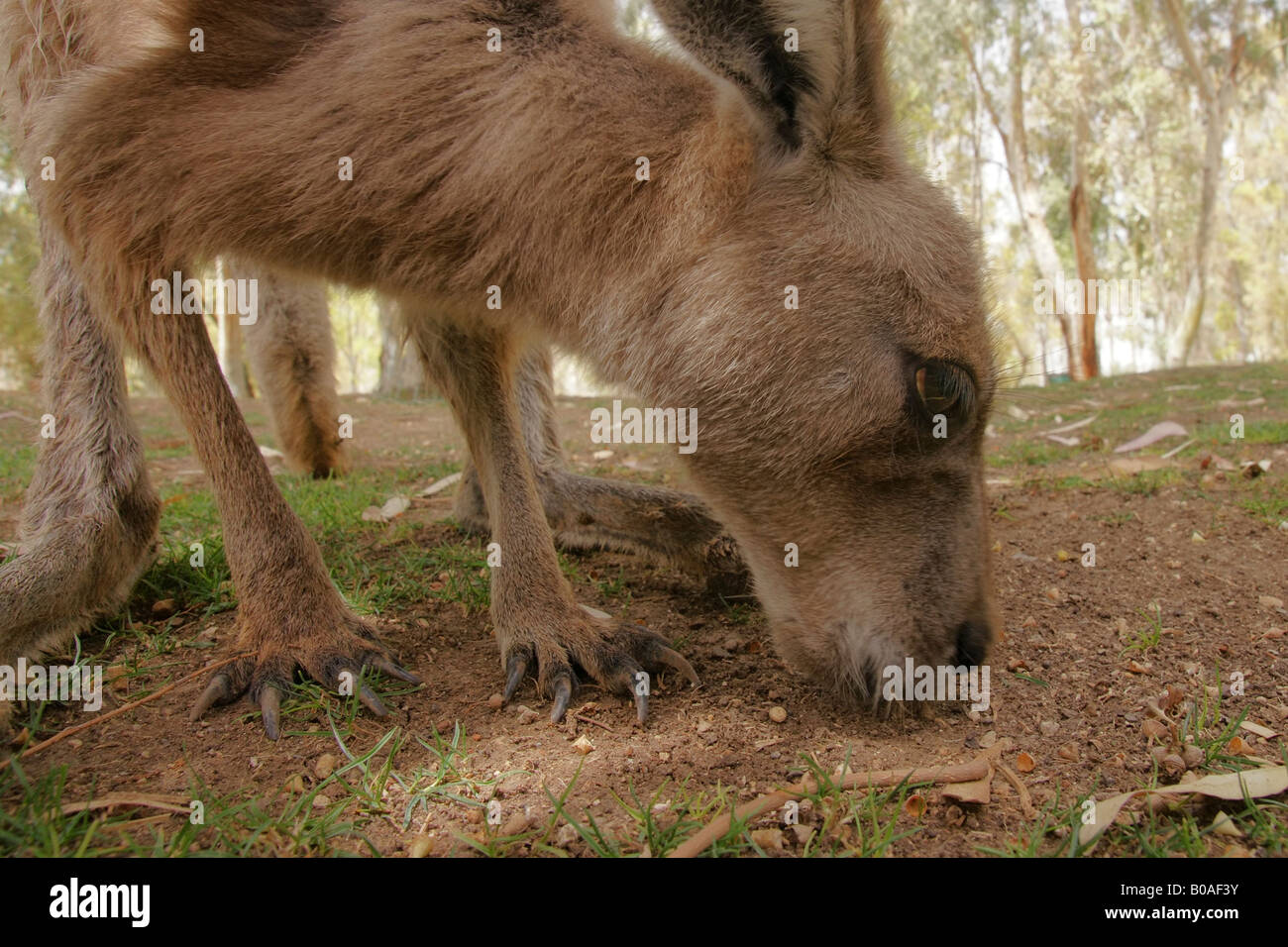 Kangaroo feeding hi-res stock photography and images - Alamy