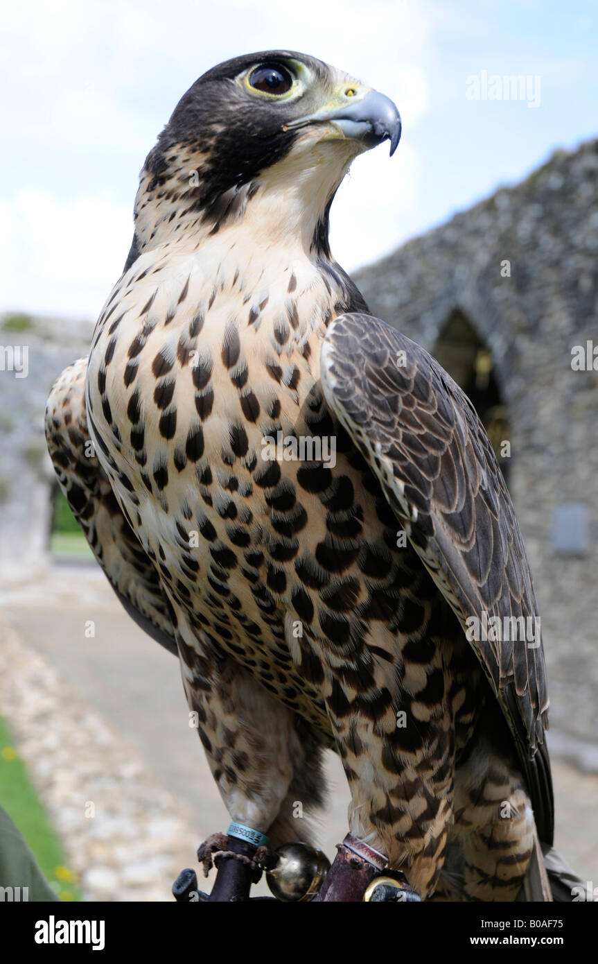 Peregrine Falcon Falco peregrinus Stock Photo - Alamy