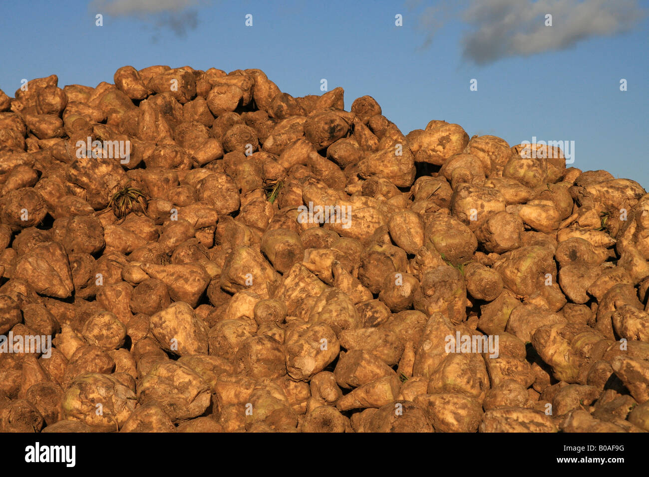 Sugar beet clamp Stock Photo - Alamy