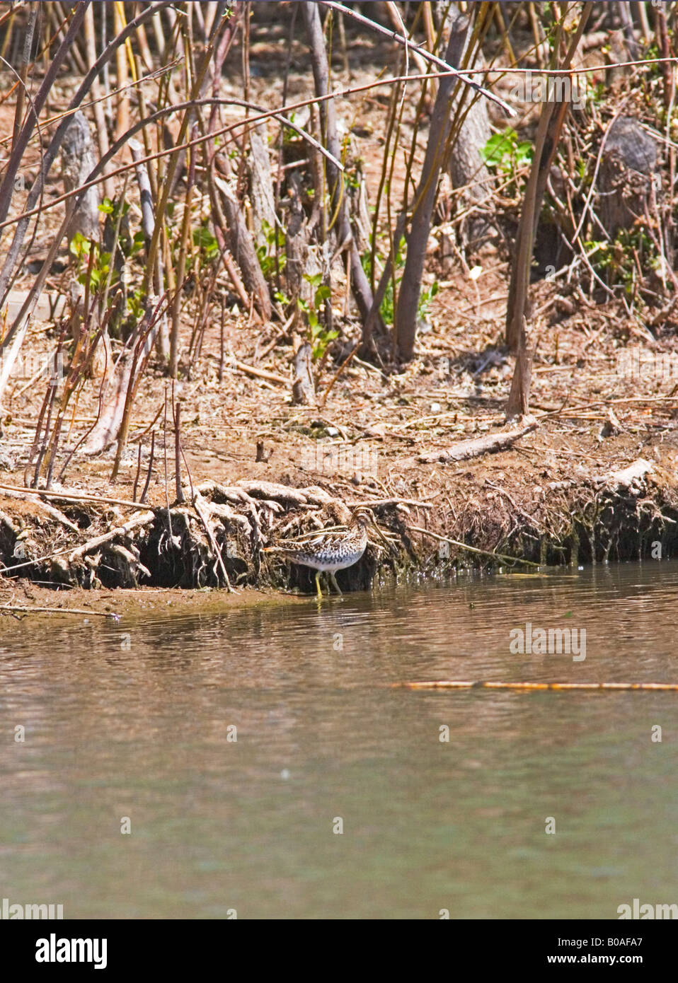 American Bittern Botaurus lentiginosus Stock Photo - Alamy