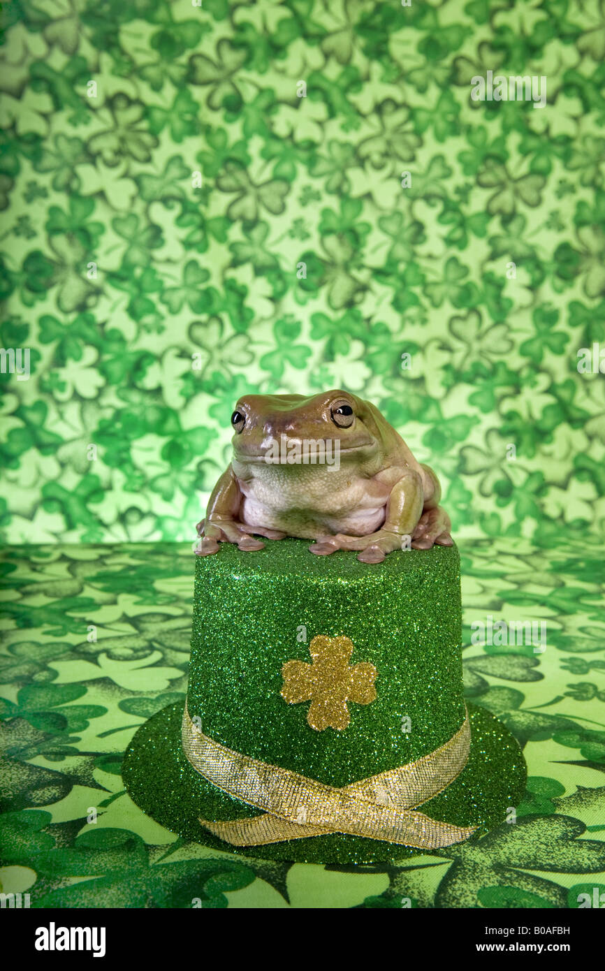 Dumpy fat tree frog hi-res stock photography and images - Alamy