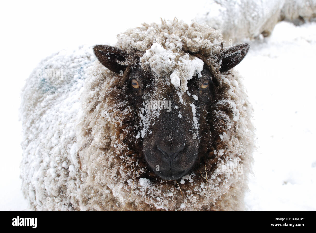 Sheep in snow hi-res stock photography and images - Alamy