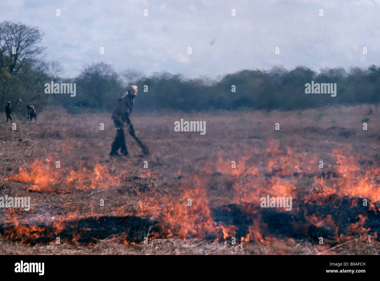 Camp assistant burning a fire break in a bush camp, North Luangwa ...
