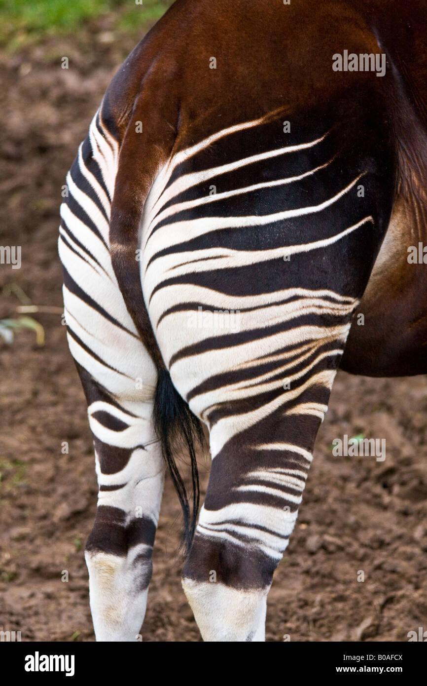 Legs hind quarters hi-res stock photography and images - Alamy