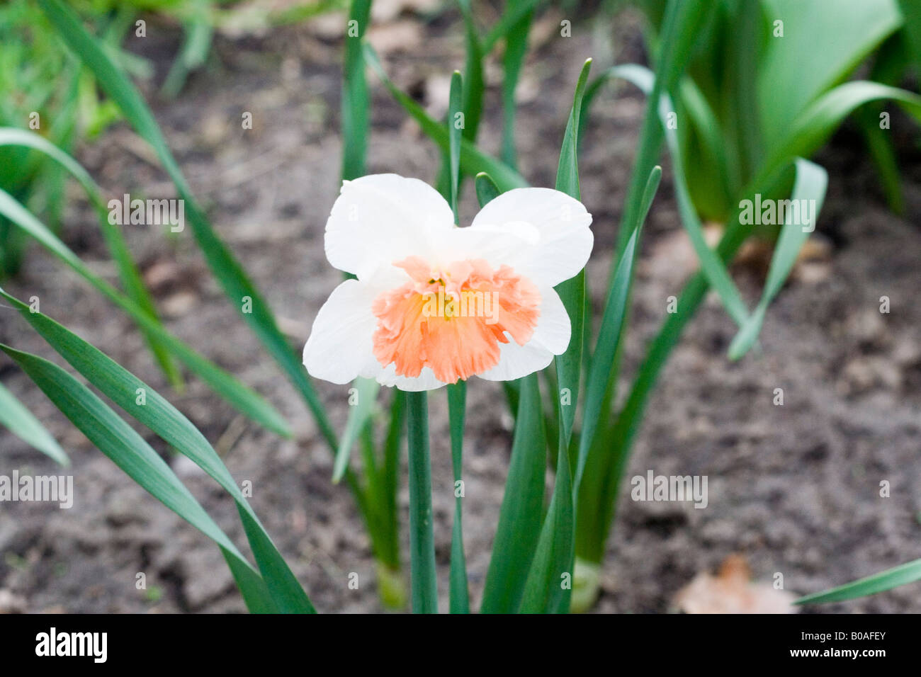 Daffodil narcissus Beautiful new life signs in the spring Stock Photo ...