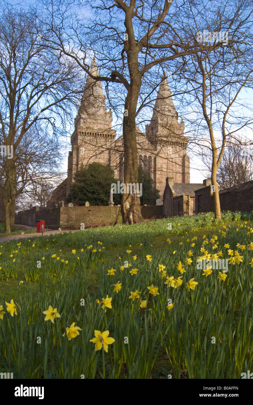 St Machar's Cathedral from Seaton Park with Daffodils in the Foreground ...