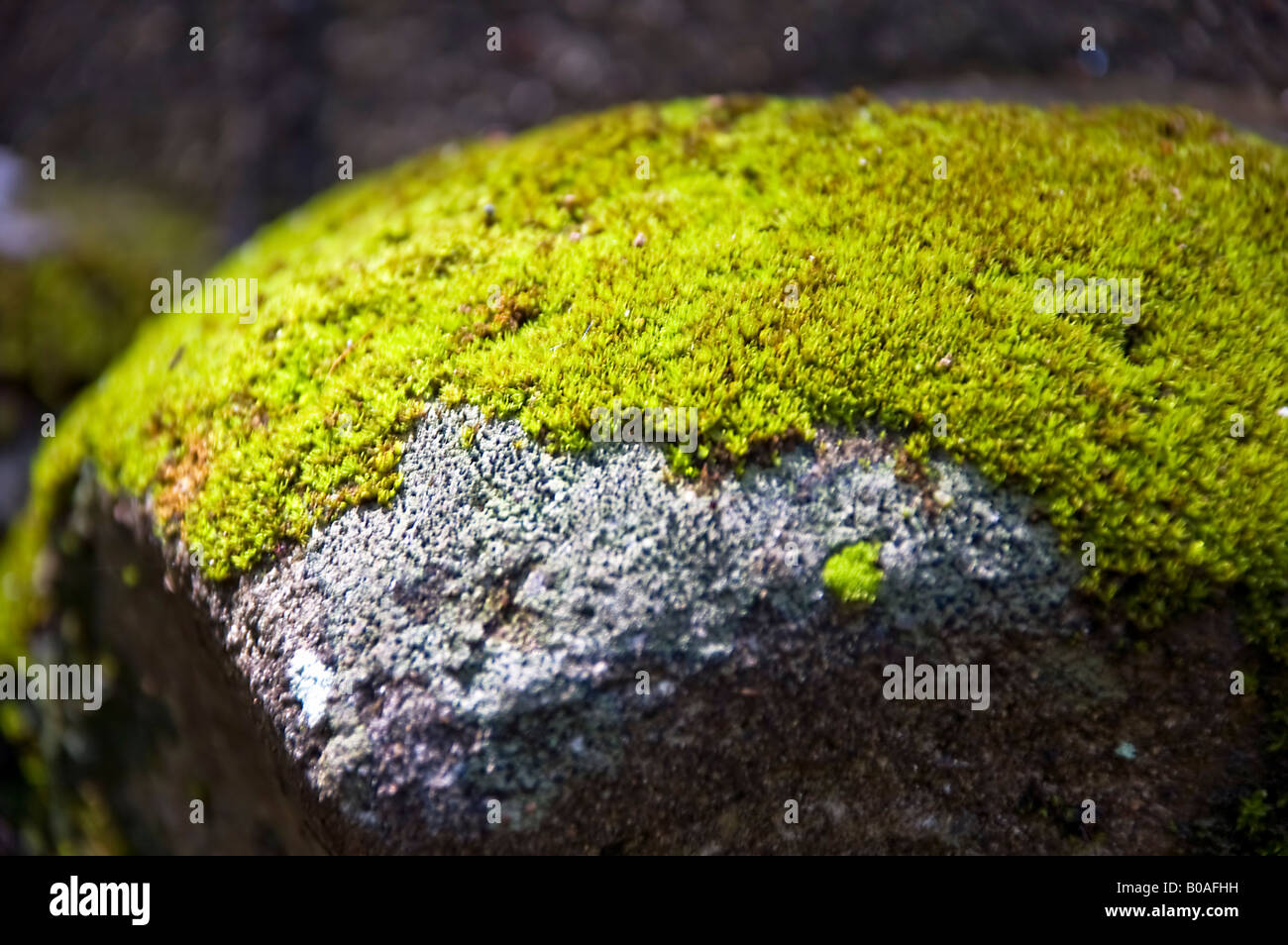 Green mold on a stone Stock Photo - Alamy