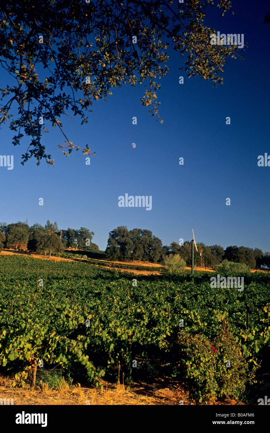 Moon over vineyards at MonteVina Winery near Plymouth Shenandoah Valley ...