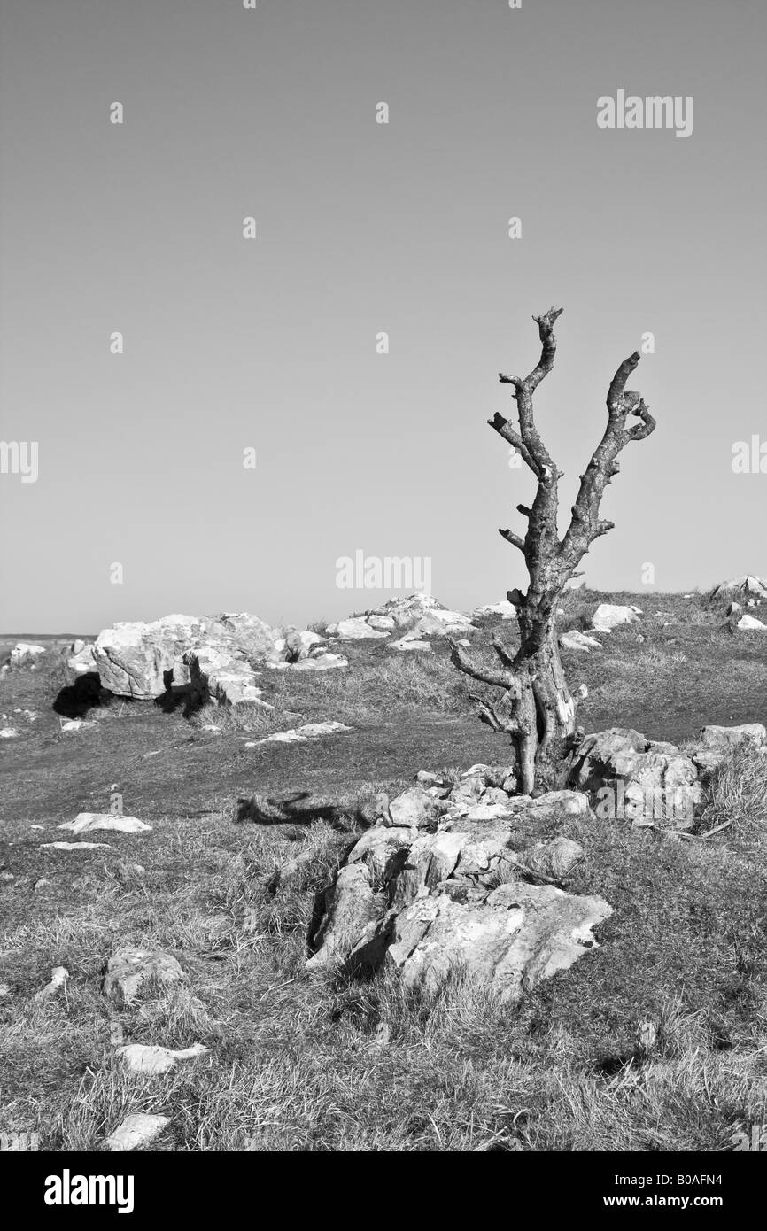 Tree solitary Black and White Stock Photos & Images - Alamy