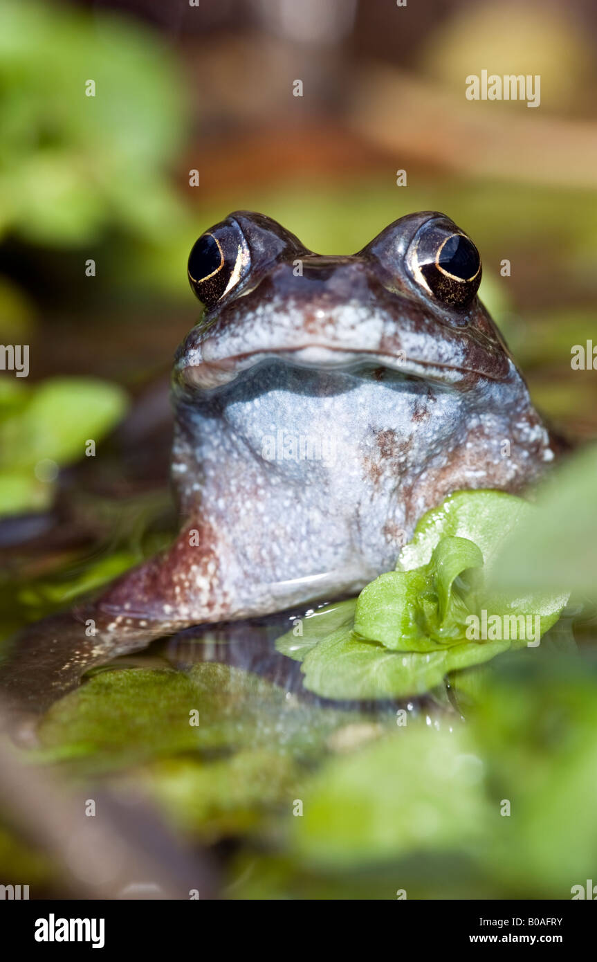Female common frog (Rana temporaria) in a garden pond with frogspawn ...