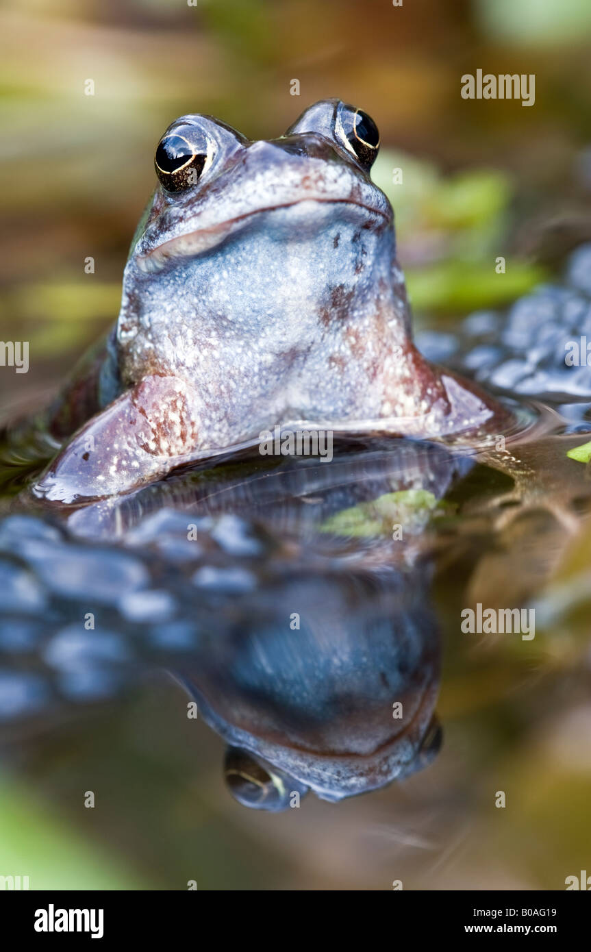 Female common frog (Rana temporaria) in a garden pond with frogspawn ...