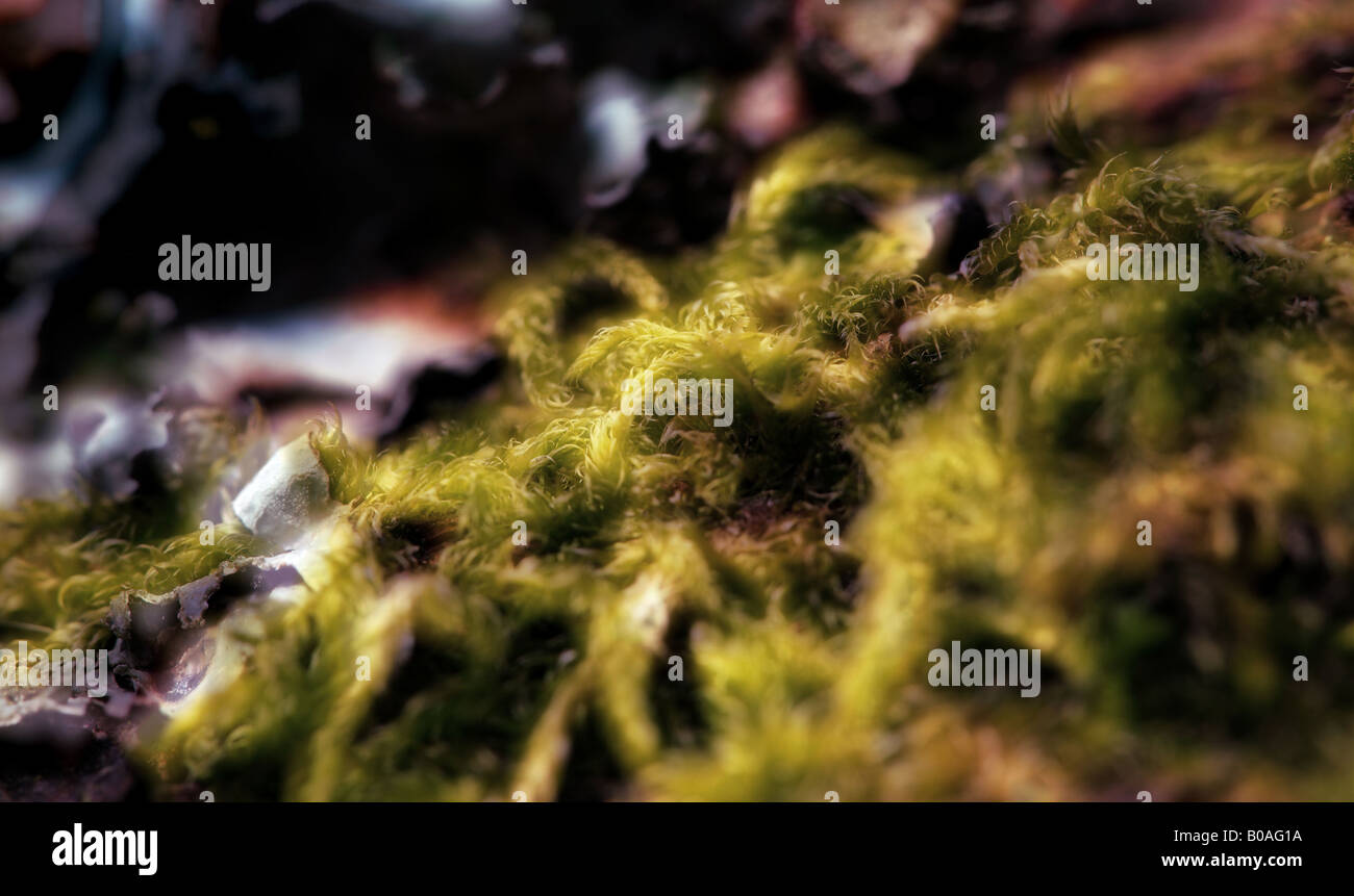 Lichen growing on Cherry tree Stock Photo - Alamy