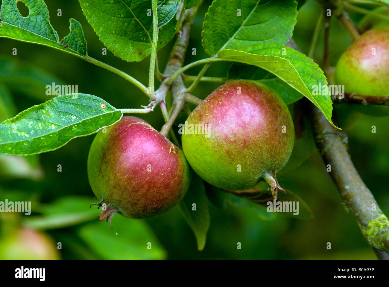 Clyde valley fruit hi-res stock photography and images - Alamy