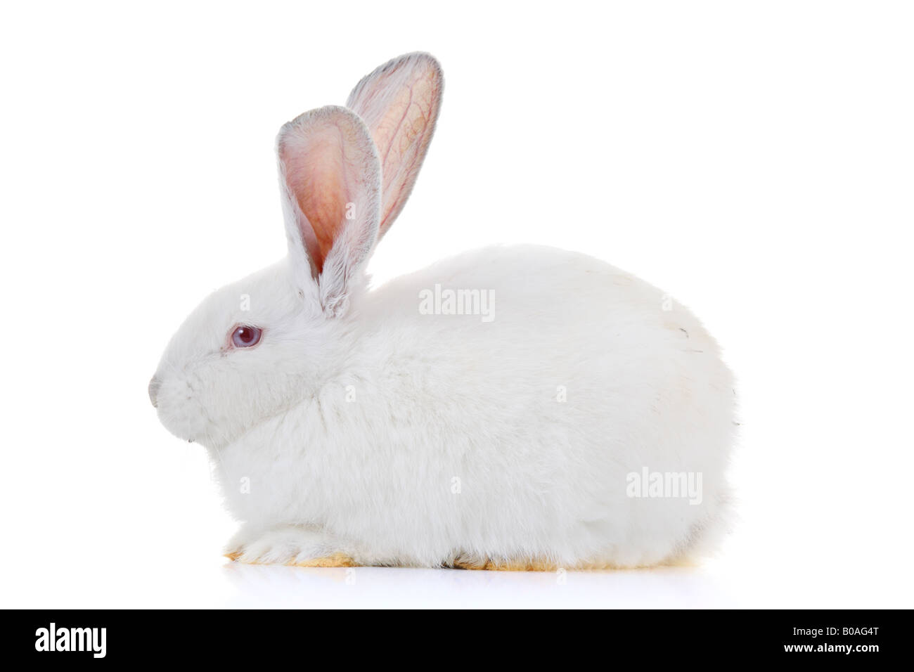 Rabbit wildlife Cut Out Stock Images & Pictures - Alamy