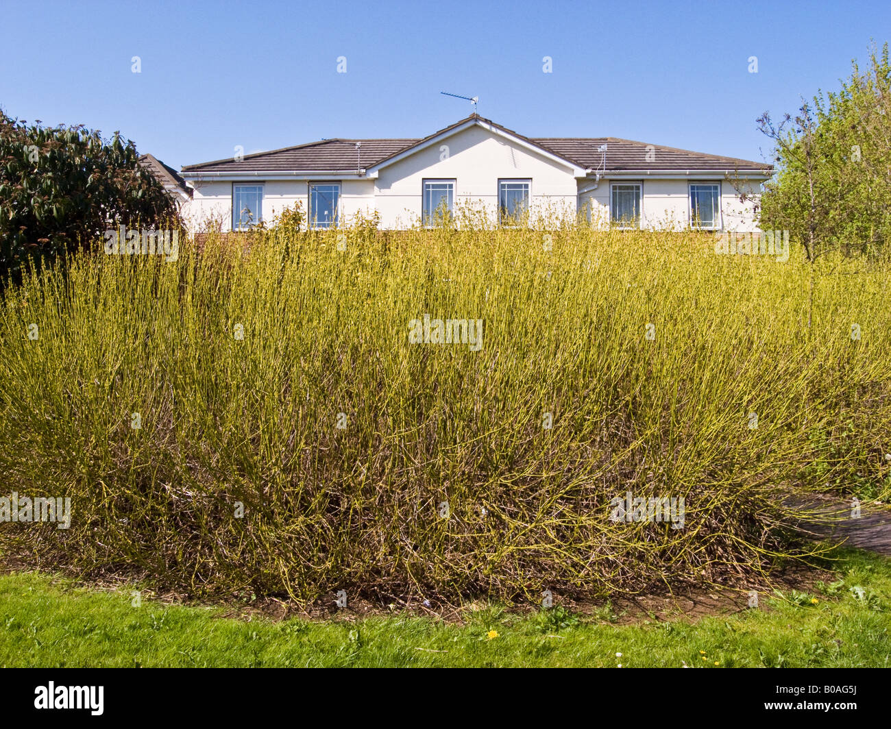 Dogwood shrubbery in urban landscape garden Stock Photo - Alamy