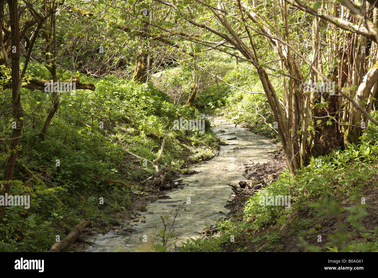 Stream with shade hi-res stock photography and images - Alamy
