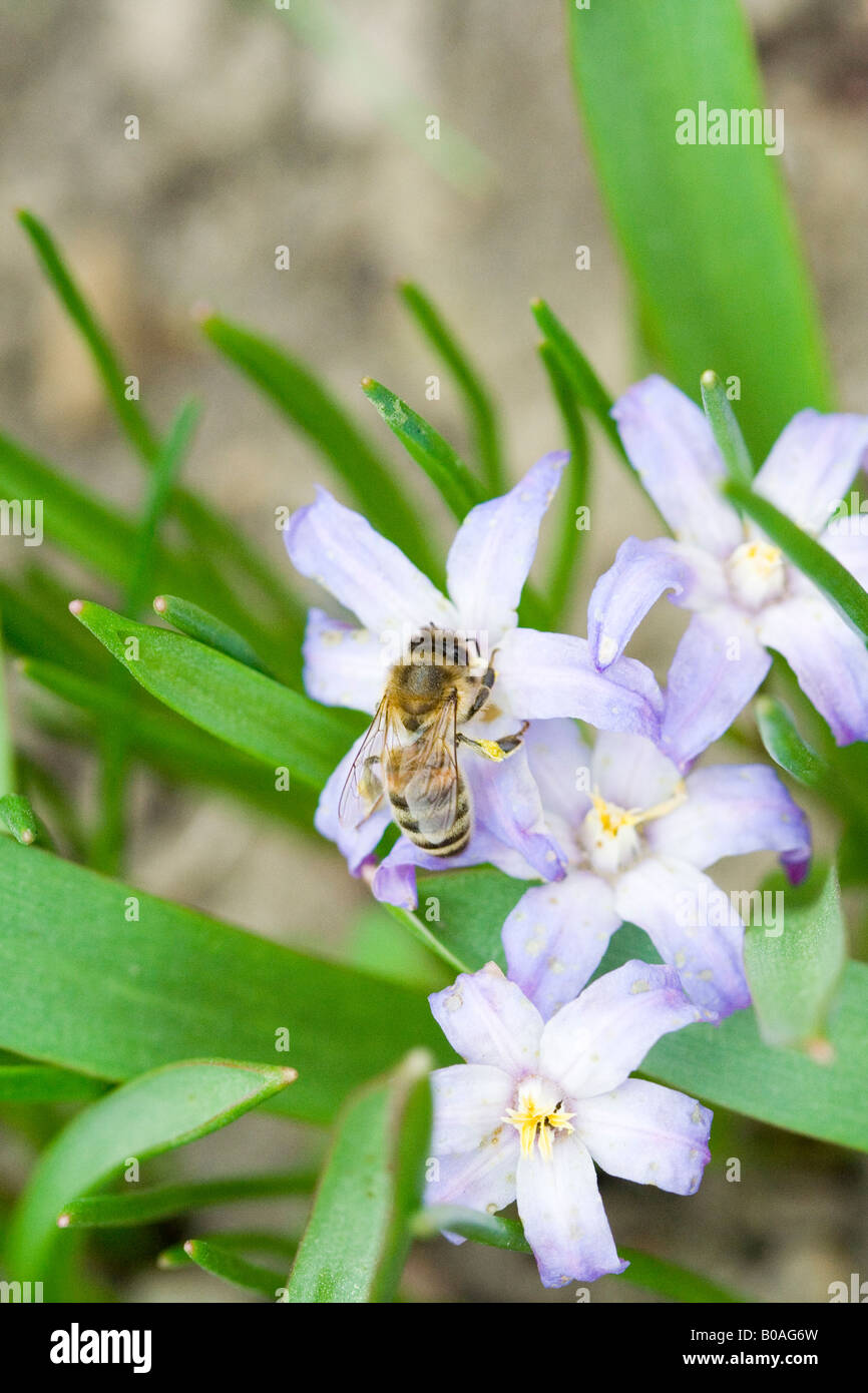 Bee on Beautiful new life signs in the spring Stock Photo - Alamy